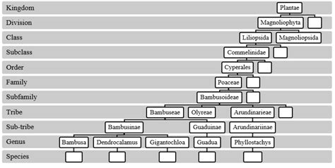 1 Taxonomical Classification Of Bamboo Plants Cronquist