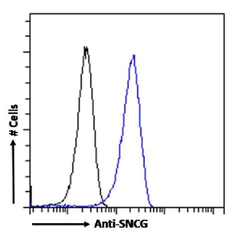 Gamma Synuclein Antibody Saic 31a 10 Azide And Bsa Free Nbp3 20099 Novus Biologicals