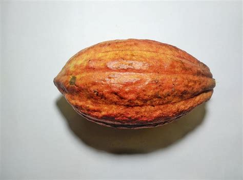 Photo Of Cocoa Pods That Are Ripe And Ready To Be Processed Into