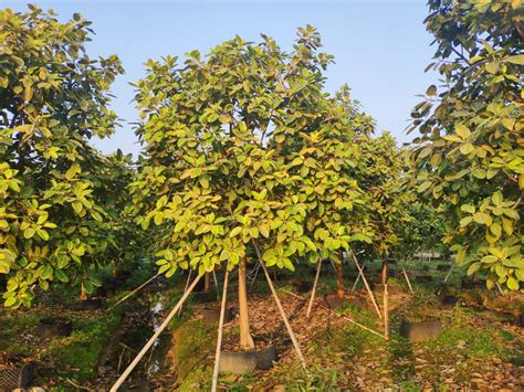 供应 富贵榕 13 16cm 假植苗 花叶高山榕 彩叶榕树 阿里巴巴