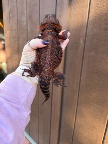 Red Monster Breeding Age Central Bearded Dragon By Great Basin Dragons