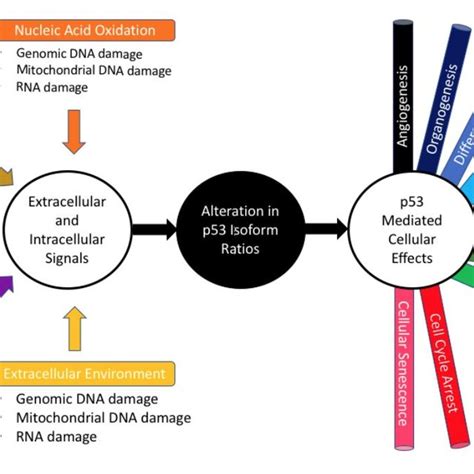 Diagrammatical Presentation Of The Extracellular And Intracellular Download Scientific Diagram