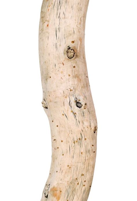 Artistic Driftwood Dry Naked Barkless Tree Trunk Isolated Closeup Stock Image Image Of