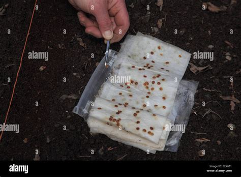 Planting Pregerminated Parsnip Seeds Step 8 Select Germinated Seeds For Planting Using Tweezers