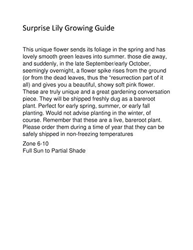 Bareroot Pink Spider Lily Surprise Lily Naked Lady Lily Resurrection Lily August Lily Raidanti