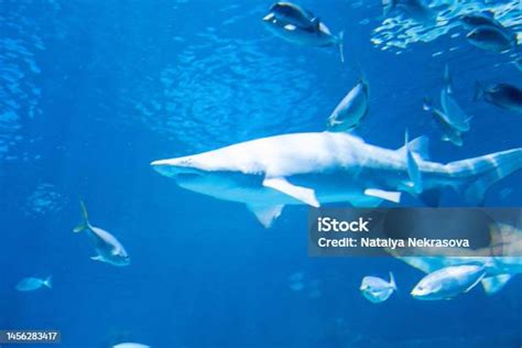 해양 수족관 다른 물고기의 큰 무리가 수 중에서 수영합니다 아름 다운 수채화 배경 바다 바닥에 수족관에있는 물고기 무리 0명에 대한 스톡 사진 및 기타 이미지 Istock
