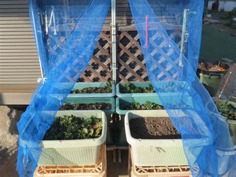 No 207 冬越しイチゴ 植物LABO