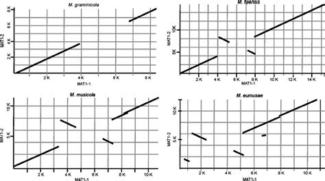 Pairwise Comparison Of Mating Type Loci Of Mycosphaerella Graminicola