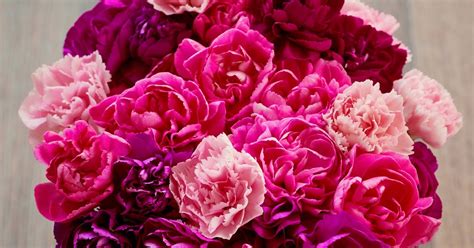 In And Out Of The Garden The Birth Flower For January Carnation