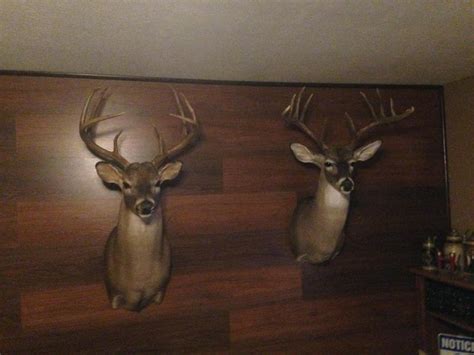 Todd Mcneely On Linkedin Got Mount On Right Back From Bobby The Other Day 11 Points On One Broke…