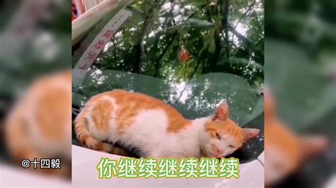 小猫咪大脾气 萌宠视频 搜狐视频
