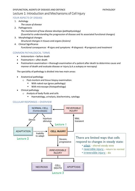 Pathology Lecture Notes Lecture 1 Introduction And Mechanisms Of Cell Injury FOUR ASPECTS OF