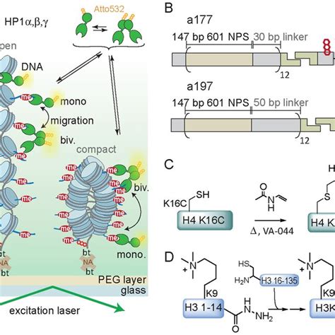 Detection Of Effectorchromatin Interactions On The Singlemolecule Download Scientific Diagram