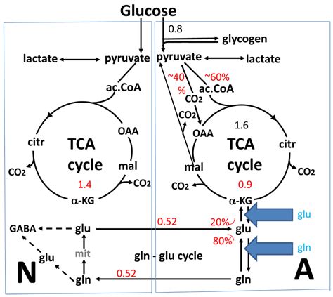 Glutamic Acid To Glutamine