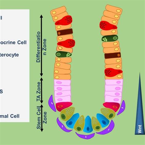 Schematic Depiction Of Colonic Epithelium Structure And Components The