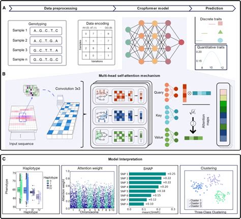 Cropformer An Interpretable Deep Learning Framework For Crop Genomic Prediction Pmc