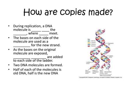 PPT Chapter 4 Genes And DNA PowerPoint Presentation Free Download ID 2221237