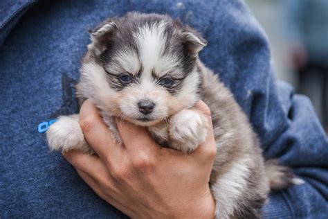 Pomsky Behavior Ocean View Pomskies