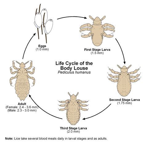 Chigger Actual Size
