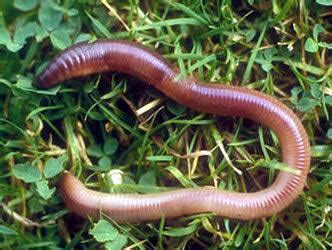 Earthworm Alchetron The Free Social Encyclopedia