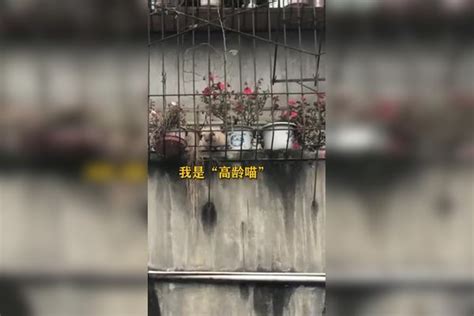 小猫被困阳台消防员救助高龄猫猫 救助 阳台 猫猫