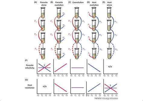 Experimental Coevolution Of Species Interactions Trends In Ecology