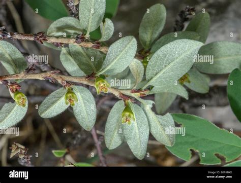 Common Cotoneaster Cotoneaster Integerrimus In Flower In Rocky