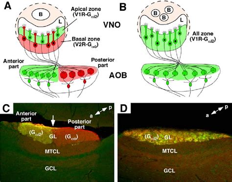 Figure 1 From Histological Properties Of The Glomerular Layer In The Mouse Accessory Olfactory