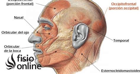 Funcao Do Musculo Risorio
