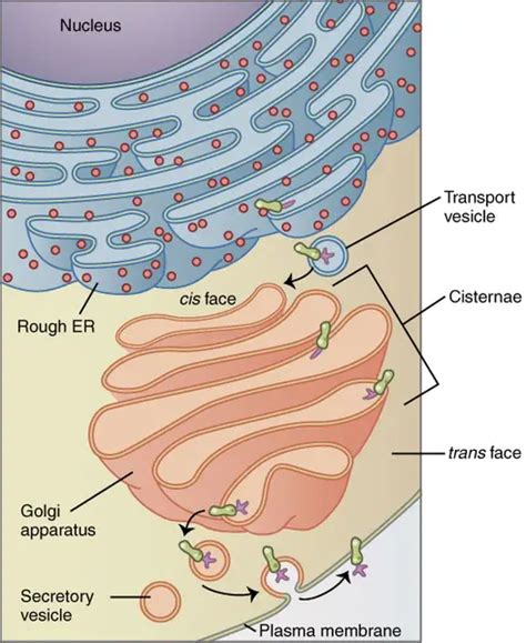Golgi Apparatus Definition Structure Functions And Diagram