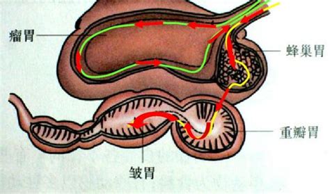 毛肚是牛的第几个胃，第三个胃（牛一共有4个胃）小狼观天下