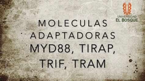 Tlr Candida Albicans Youtube