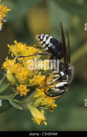 Glatzenschhorfe Dolichovespula Maculata Nistet Auf Einem Baum Im
