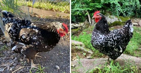 Java Chicken Breed Info Chicken And Chicks Info