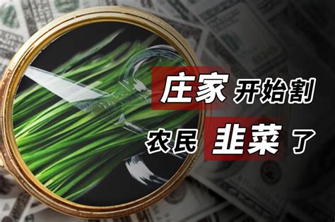 庄家开始割农民韭菜了 凤凰网视频 凤凰网
