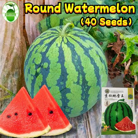 Loveseeds 40 Seeds Super Sweet Round Watermelon Seeds Biji Benih