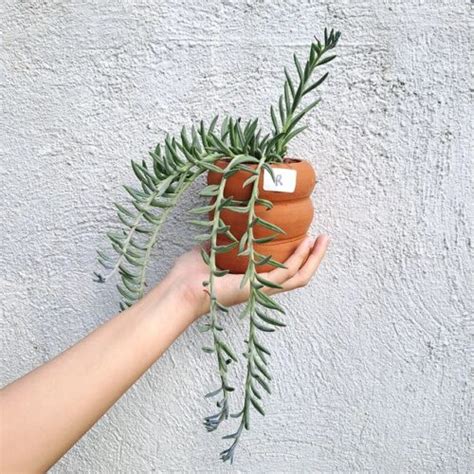 10 Stunning Types Of String Plants And Their Common Characteristics