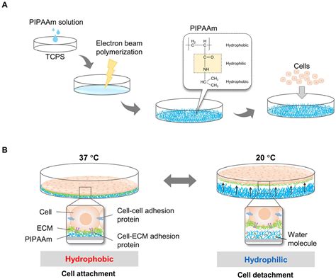 Cell Sheet Harvesting Techniques Encyclopedia Mdpi