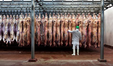 Fuerte Aumento Del 235 De La Producción De Carne Vacuna