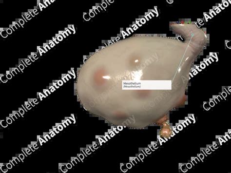 Mesothelium Complete Anatomy