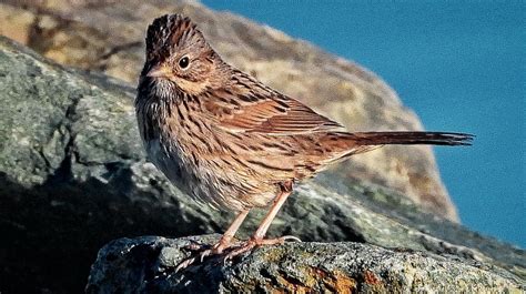Pretty Pipit
