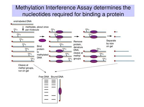 Ppt Promoters Powerpoint Presentation Free Download Id704577