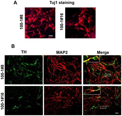 A Neural Differentiation Of Ipscs 100 1 8 And 100 1 16 Download Scientific Diagram