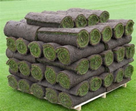 Cheap Garden Turf Rolls At Shanita Parker Blog