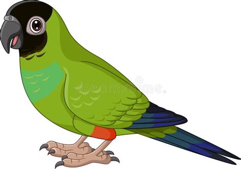 Desenho Animado Conure Nanday Parakeet Sobre Fundo Branco Ilustra O Do Vetor Ilustra O De