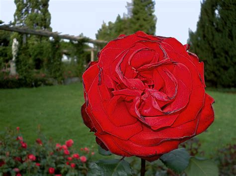 무료 이미지 싹 장미 꽃 녹색 꽃 무늬의 봄 꽃잎 빨간 여름 애정 매크로 담홍색 플로라 꽃다발