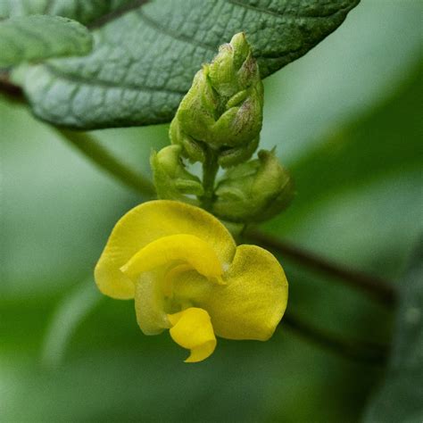 Adzuki Bean Vigna Angularis Picturethis