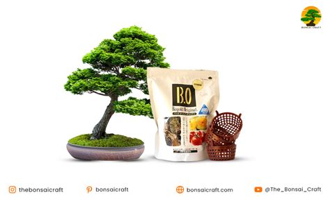 Best Bonsai Fertilizer Grow Your Bonsai Tree