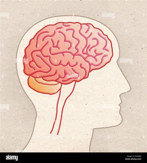 Brain Drawing Side View Anatomy Of Human Brain Side View 1 Beach