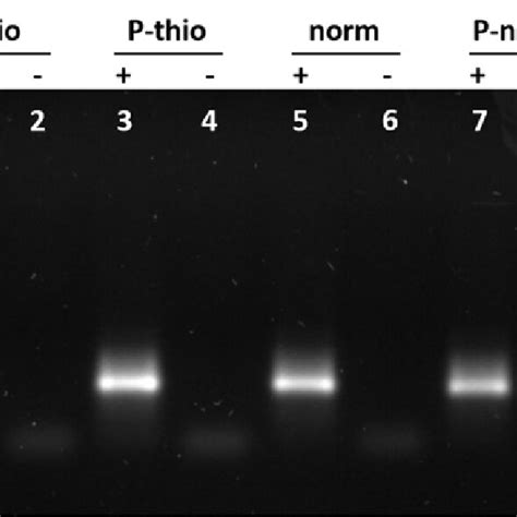 Pcr Reaction Using Modified Primers Lanes M Markers Lanes 1 3 5